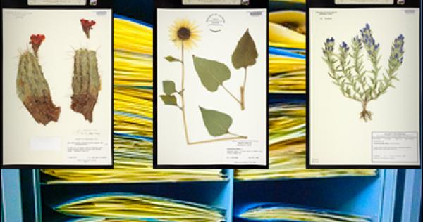 Herbarium Colo A Library Of Botanical Dna Cu Connections