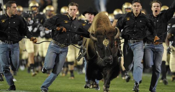 CU launches Ralphie’s 50th anniversary campaign | CU Connections